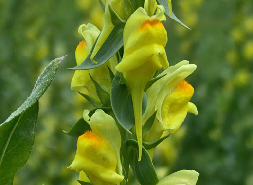Dalmatian Toadflax – Carbon County Weed and Pest